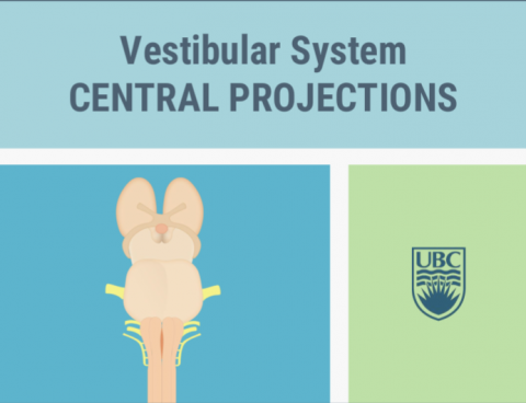 U.Br.Columbia - Module Central vestibular projections | AnatomyTOOL